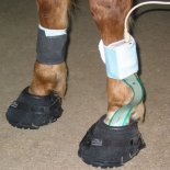 Hoof Pressure Measurement | Hoof System | Tekscan